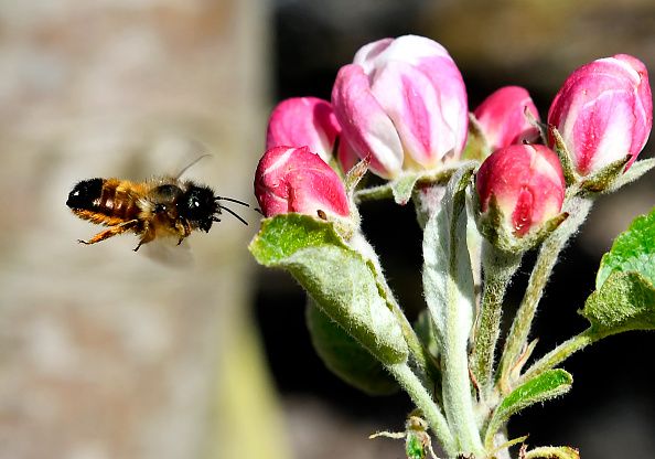 Could Climate Change Lead to The Extinction of Bees? - Newsweek