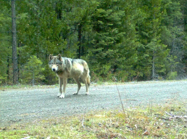 OR-7 Wolf: Can the Legendary Border Crosser Save His Endangered Species ...