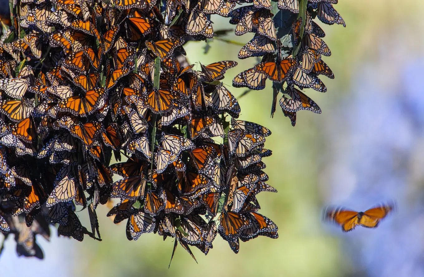 Butterfly Effect: Monarchs Raised and Released by Prisoners Solves ...