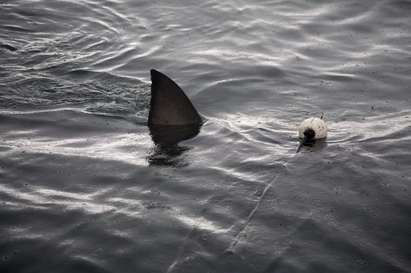 Worried About Shark Attacks? Dorsal, Sharktivity Apps Let You See Where ...