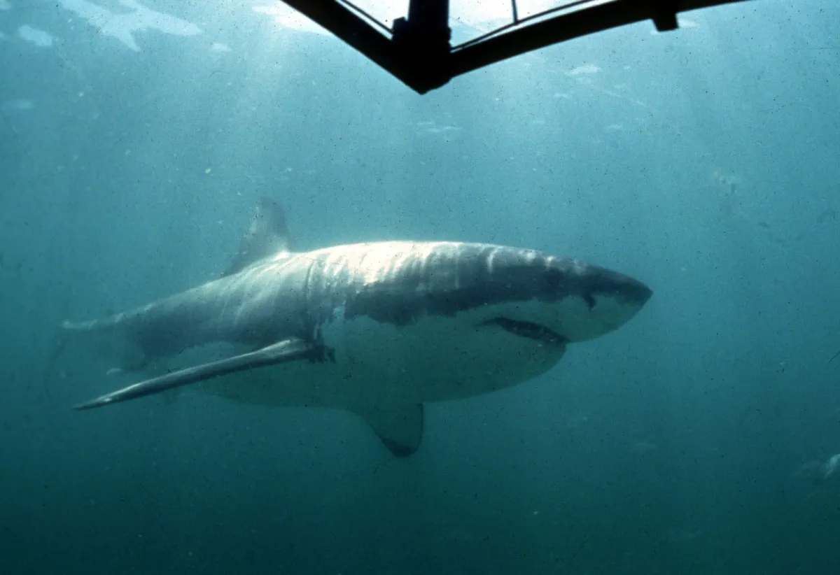 Worried About Shark Attacks? Dorsal, Sharktivity Apps Let You See Where ...