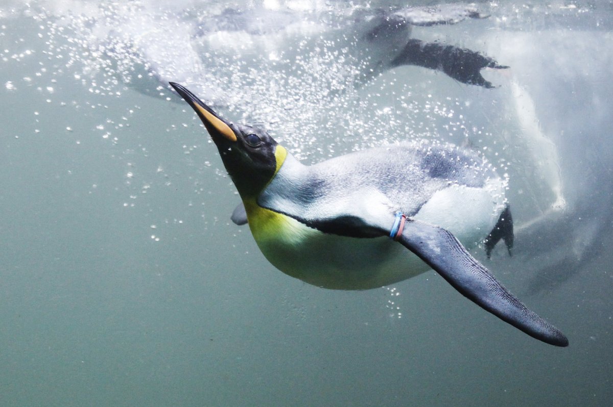 Largest King Penguin Population Has Declined by Nearly 90 Percent ...