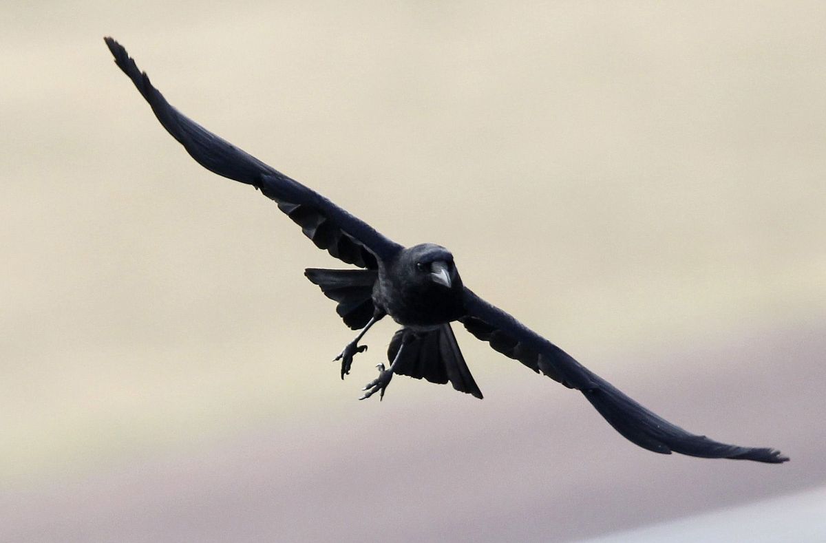These Crows Are Trained to Pick Up Theme Park Trash - Newsweek