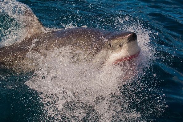 Why Are More Sharks Showing Up Offshore in Massachusetts? - Newsweek