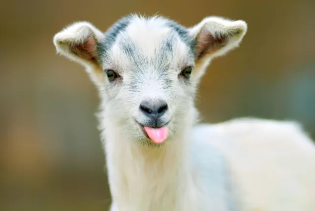 Goats Know When You’re Happy and Like You Better for It - Newsweek