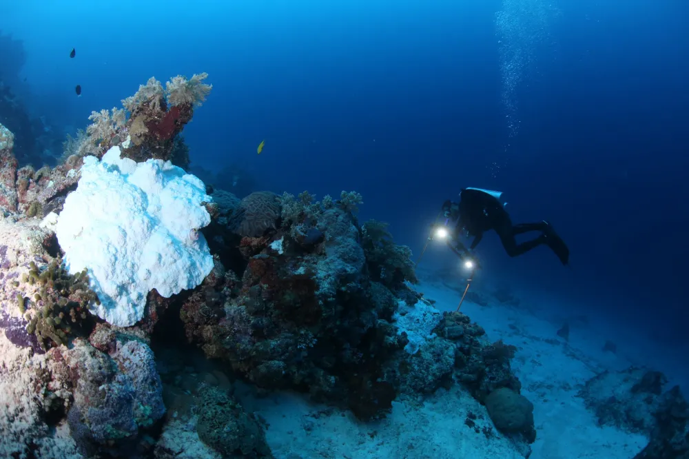 Great Barrier Reef: Shocking Coral Devastation Discovered Deep in the ...