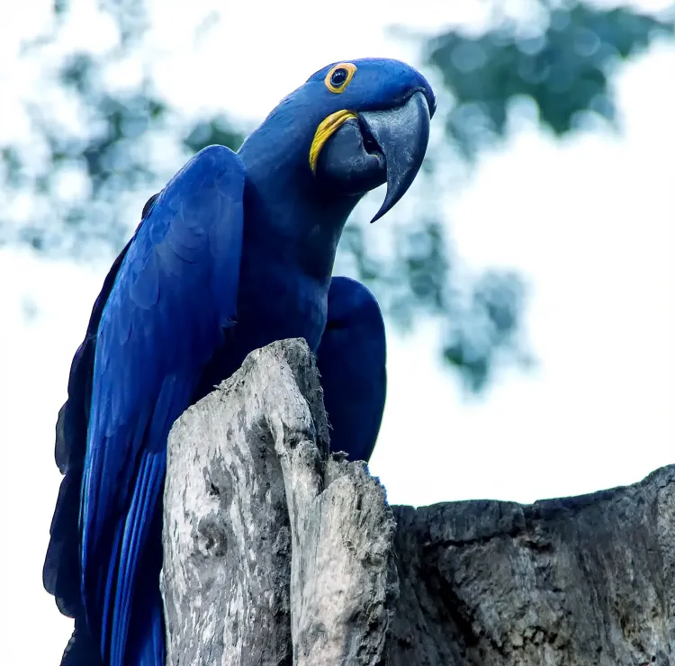Bird Extinction: These Eight Species Have Disappeared From Earth in the ...