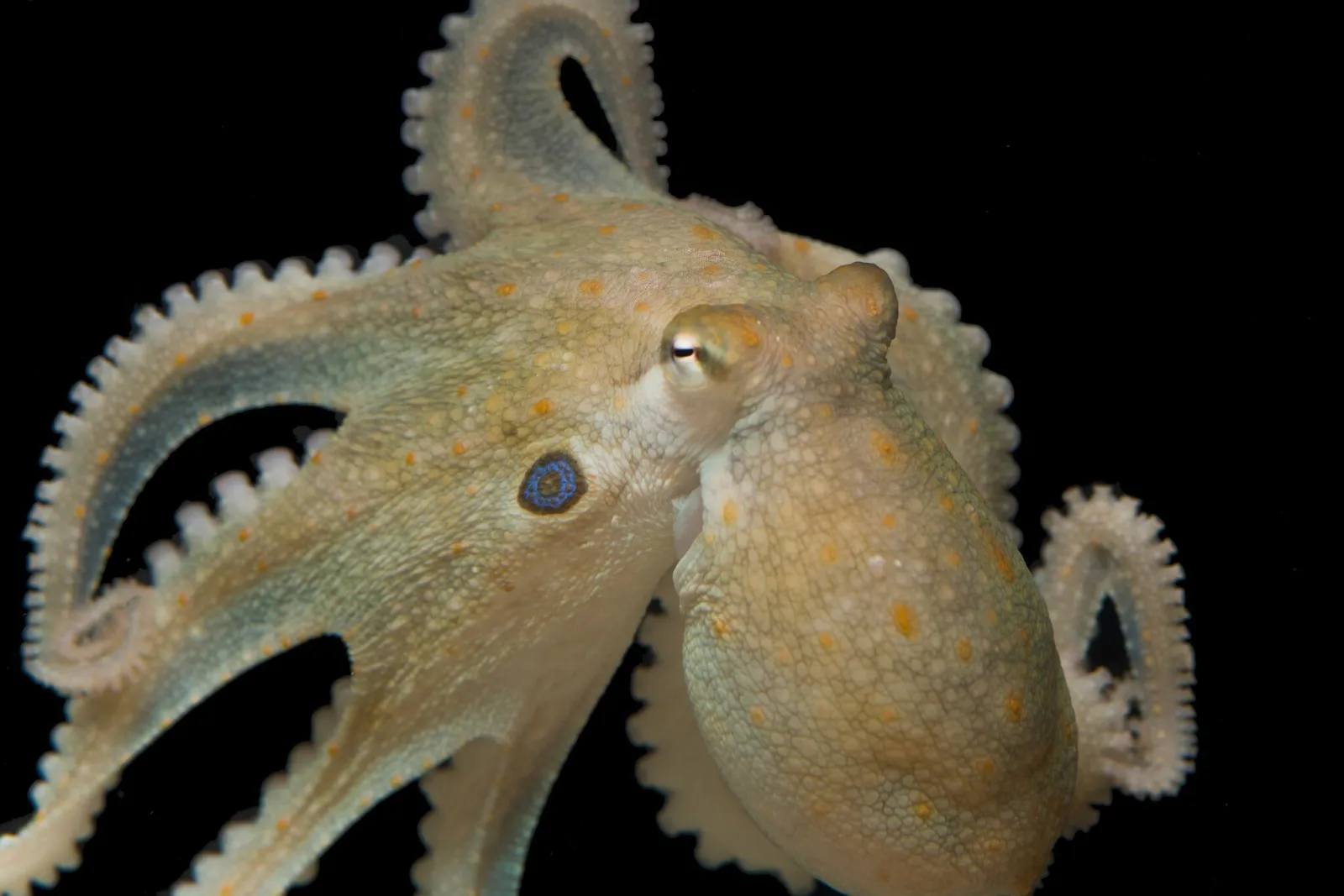 Scientists Gave Antisocial Octopuses Ecstasy and It Made Them More ...
