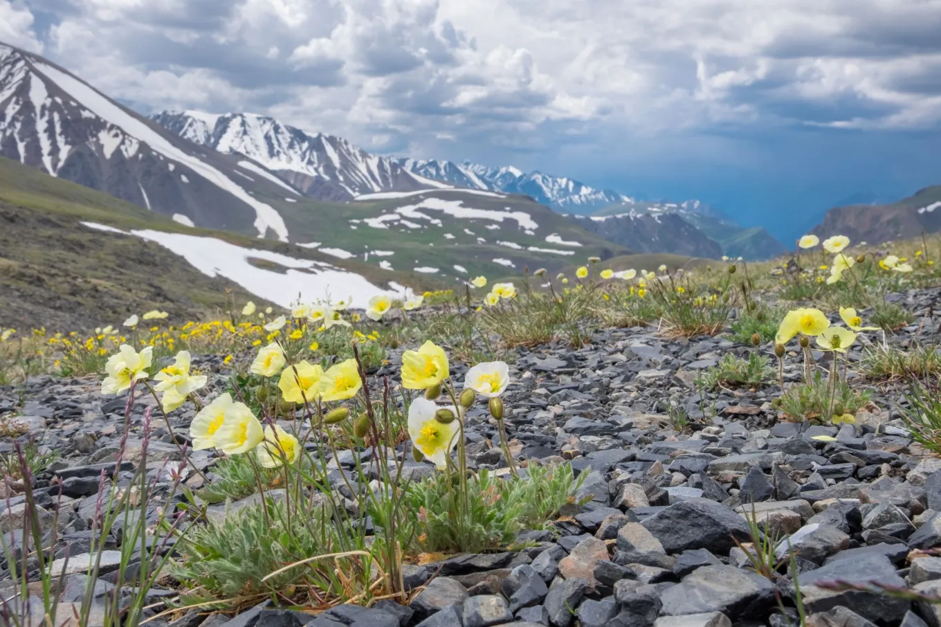 Climate Change Is Pushing Plants Into Arctic, Disrupting Tundra ...