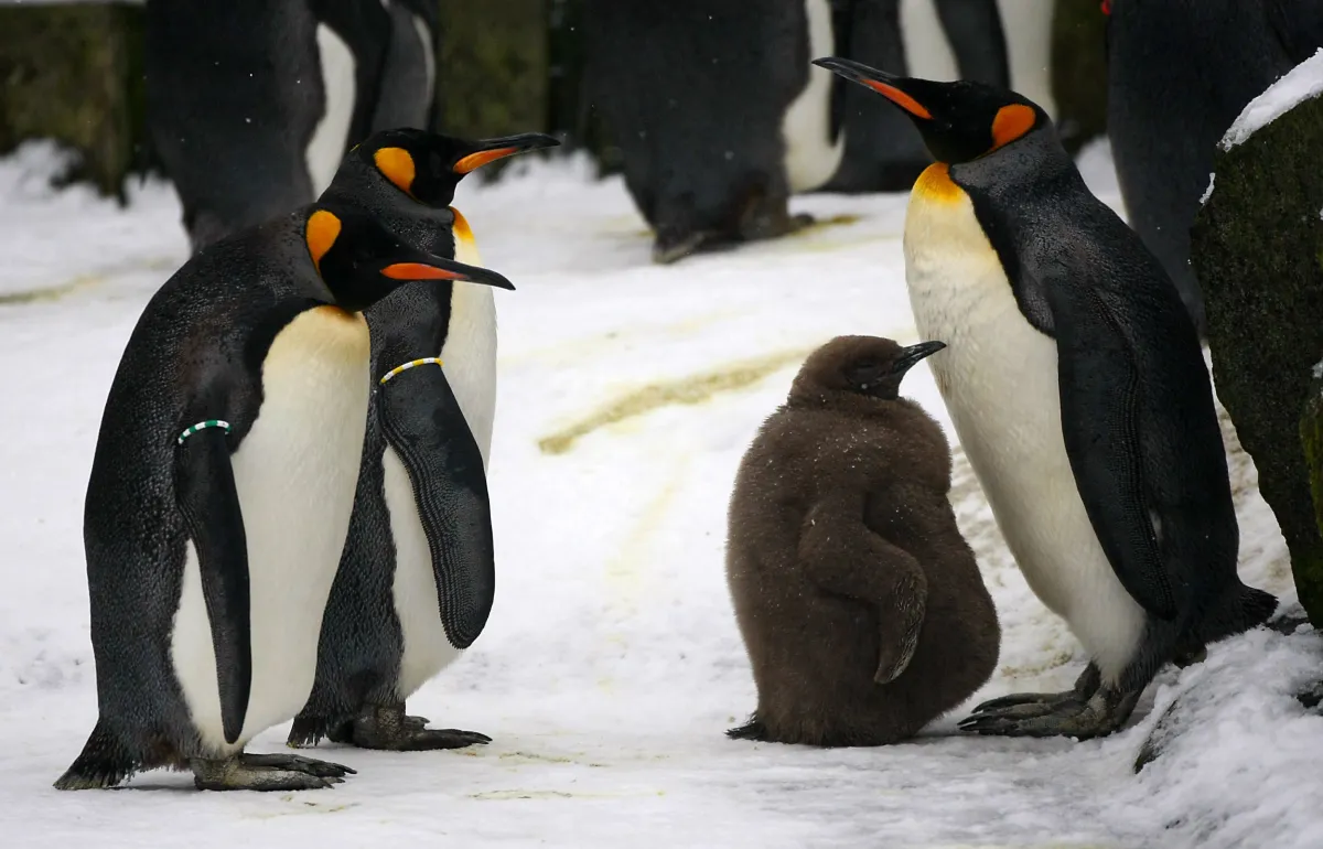 Watch: Gay Penguin Couple Kidnap Chick, Get Egg of Their Own to Raise ...