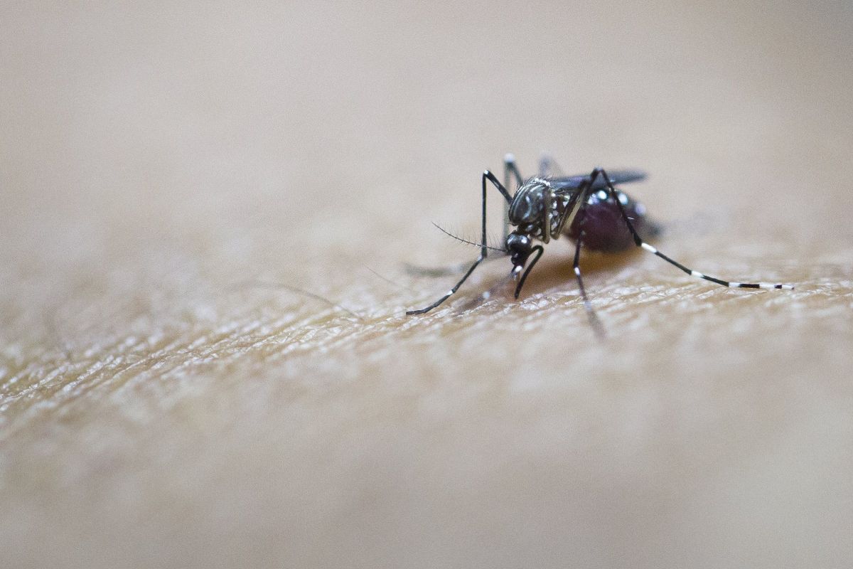 Why Supersize ‘Gallinipper’ Mosquitoes Are Spawned After ... - Newsweek