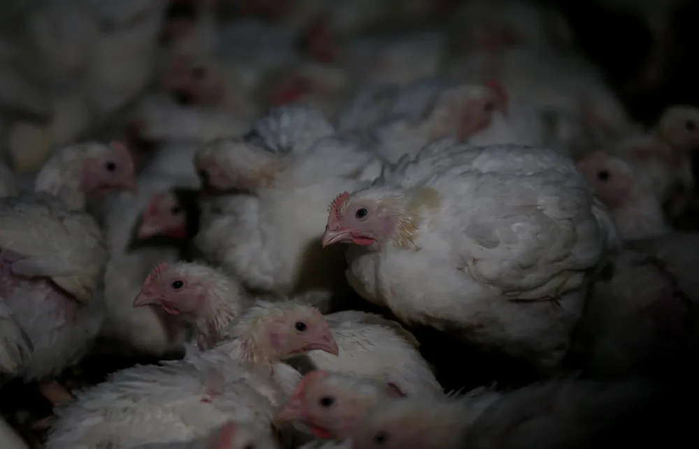 Animal Rights Activists Accused of Stealing Chickens From California ...
