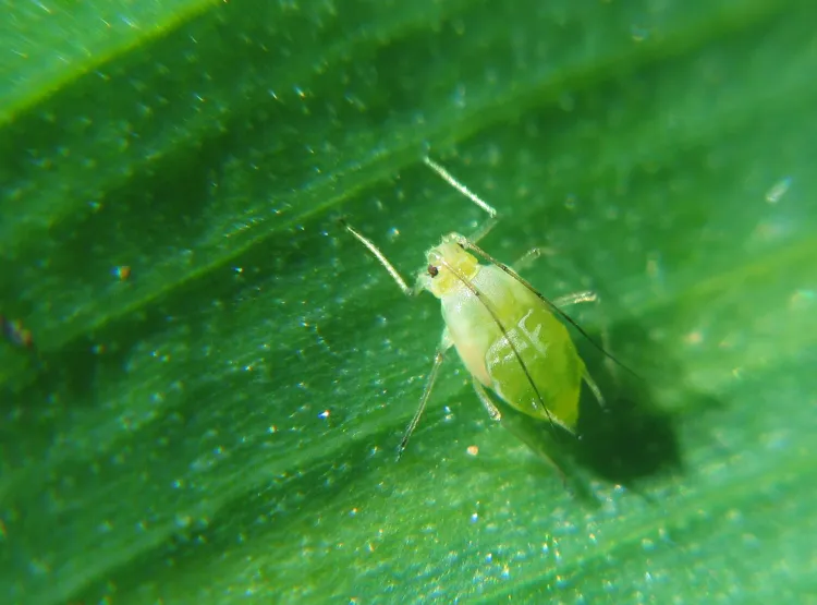 DARPA Is Making Insects That Can Deliver Bioweapons, Scientists Claim ...