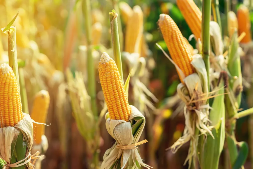 DARPA Is Making Insects That Can Deliver Bioweapons, Scientists Claim ...