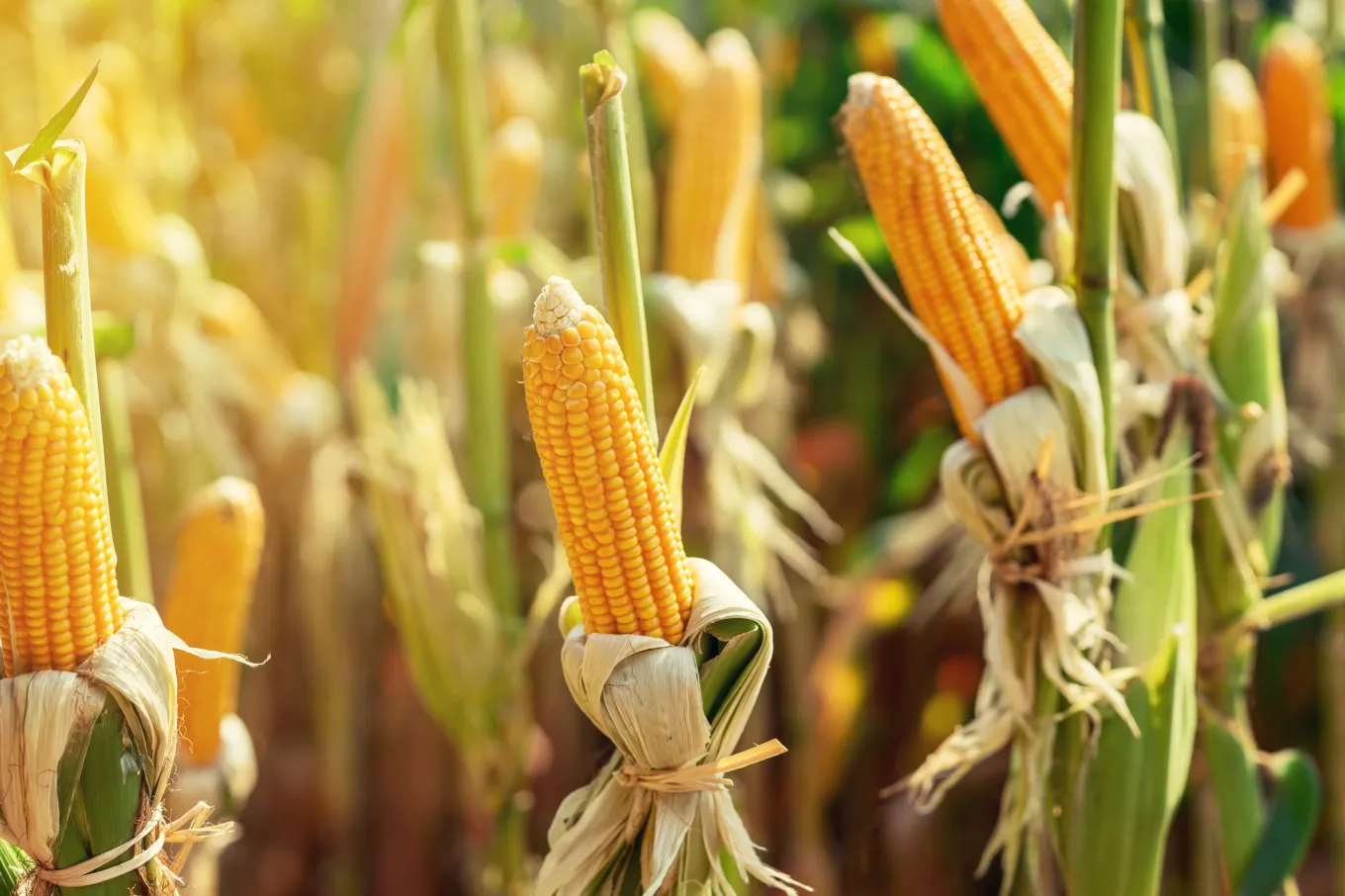 DARPA Is Making Insects That Can Deliver Bioweapons, Scientists Claim ...