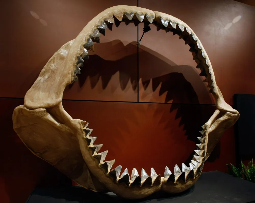 Megalodon Mystery: 60-Foot-Long Shark Went Extinct Millions of Years ...