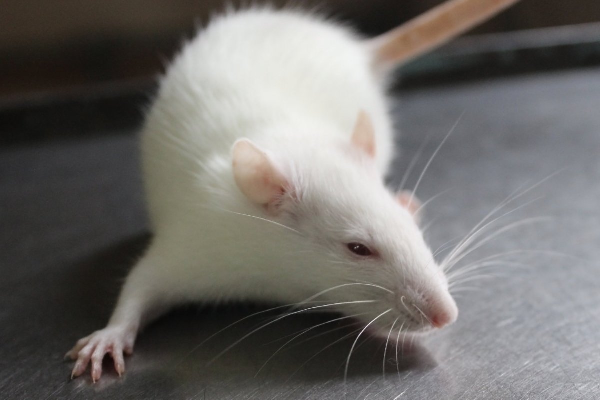 Quit Smoking Enzyme Stops Nicotine Addiction in Rats Without Withdrawal ...