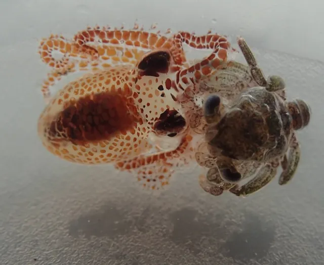 These Adorable Baby Octopuses Were Rescued From Plastic Trash Off ...