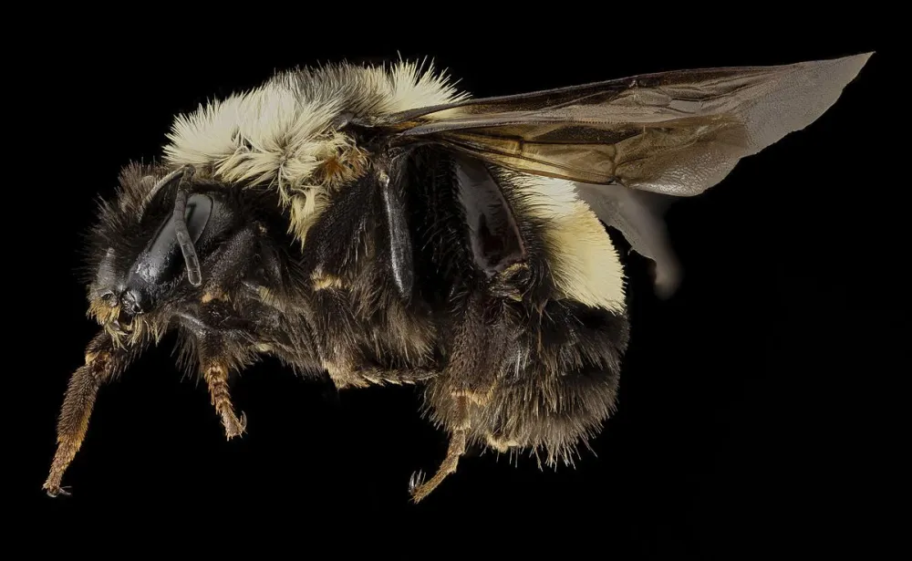 What Would Happen if All the Bees Died? - Newsweek