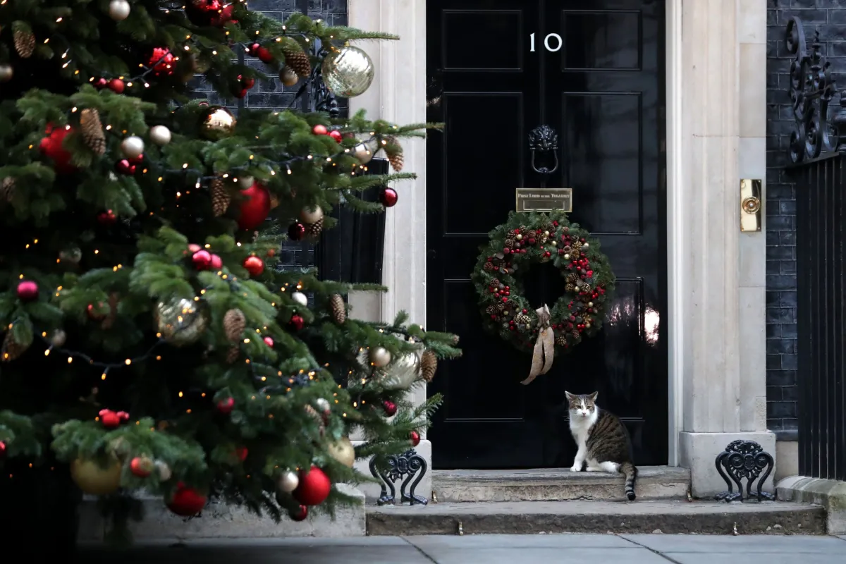 Are Christmas Trees Poisonous to Pets? Keep Your Furry Friends Safe ...