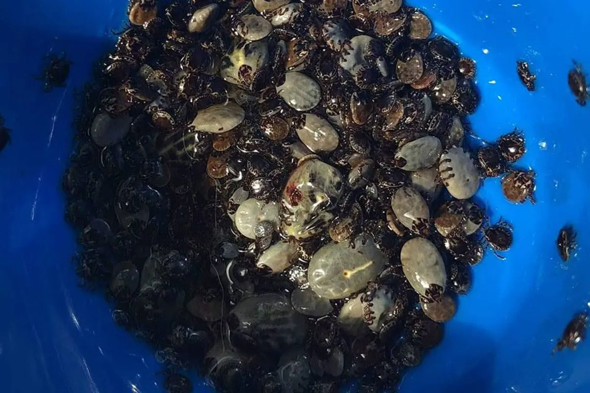 Pictures Showing Python Covered With 500 Ticks Go Viral: ‘It Felt Like ...