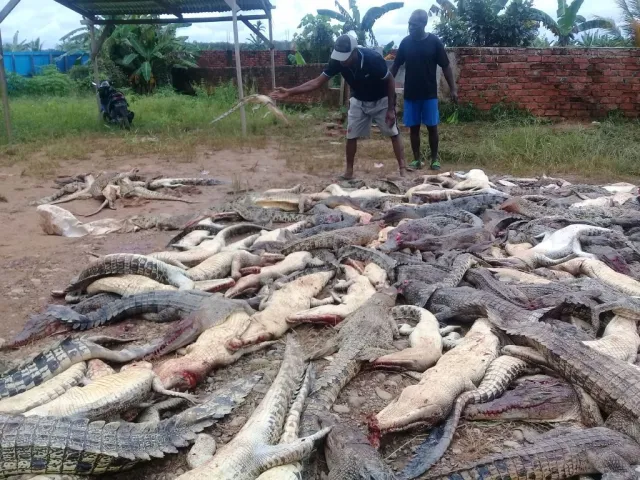 Pet Crocodile Kills Woman While Being Fed, Biting Off Her Arm and ...