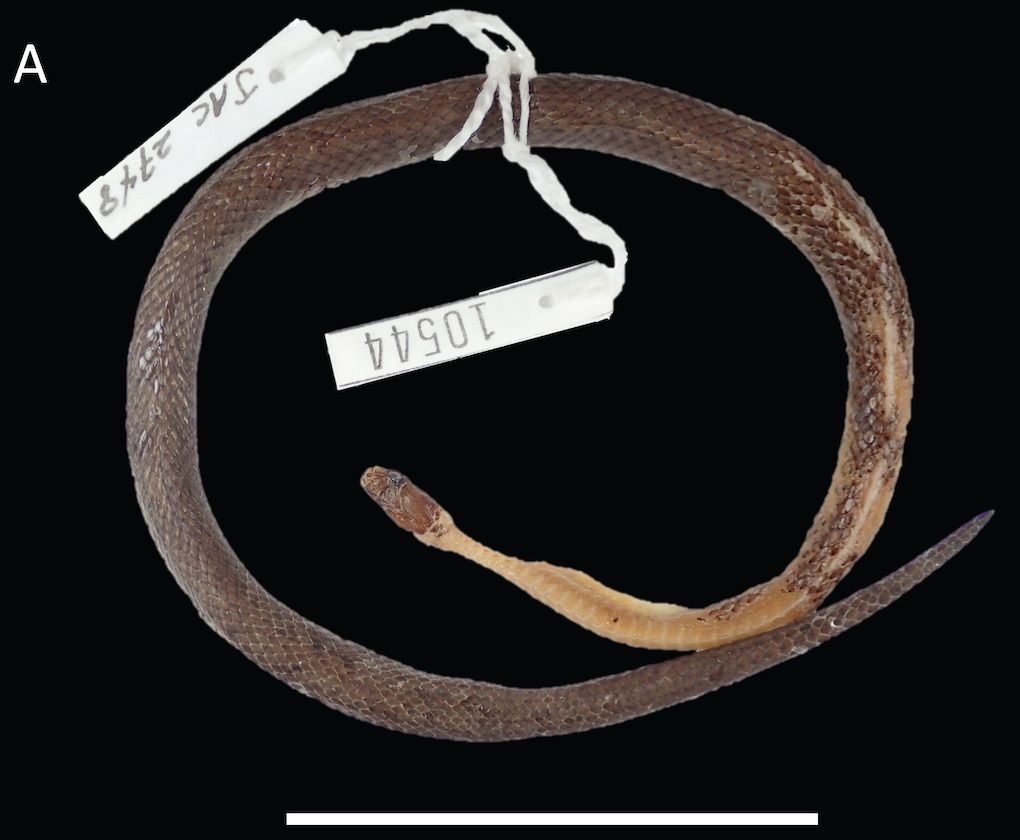 Texas Scientists Discover New Snake Species Inside The Stomach of ...