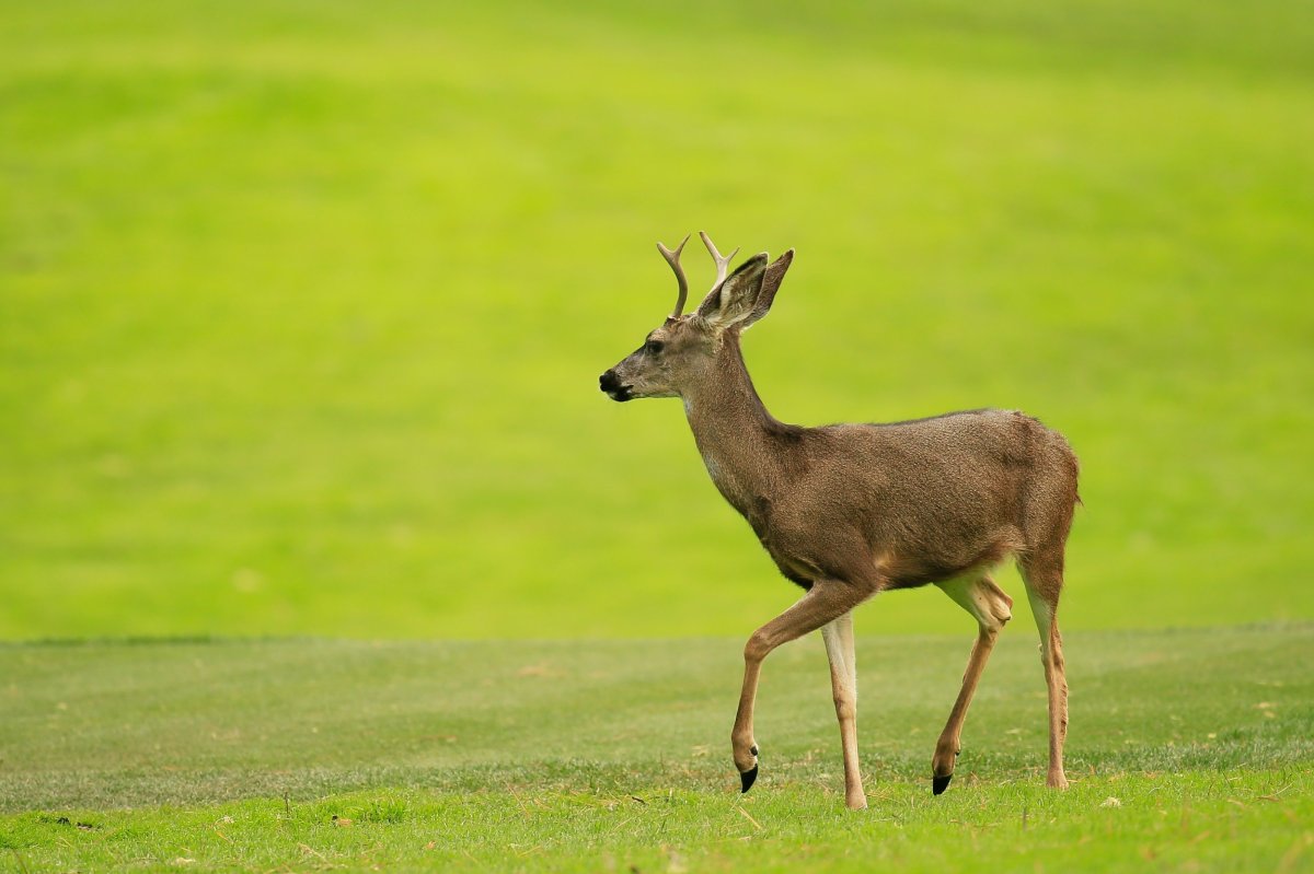 Is The ‘Zombie Deer’ Disease True and Can it Spread to Humans? Myths ...