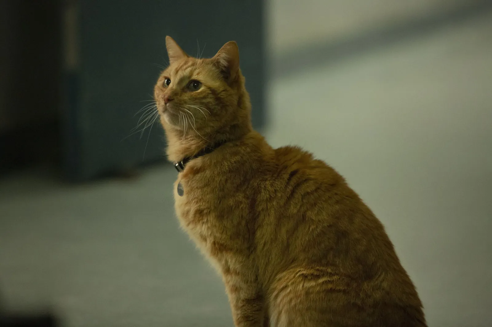 ‘Captain Marvel’ Post-Credits Scenes Explained: What it Means for ...