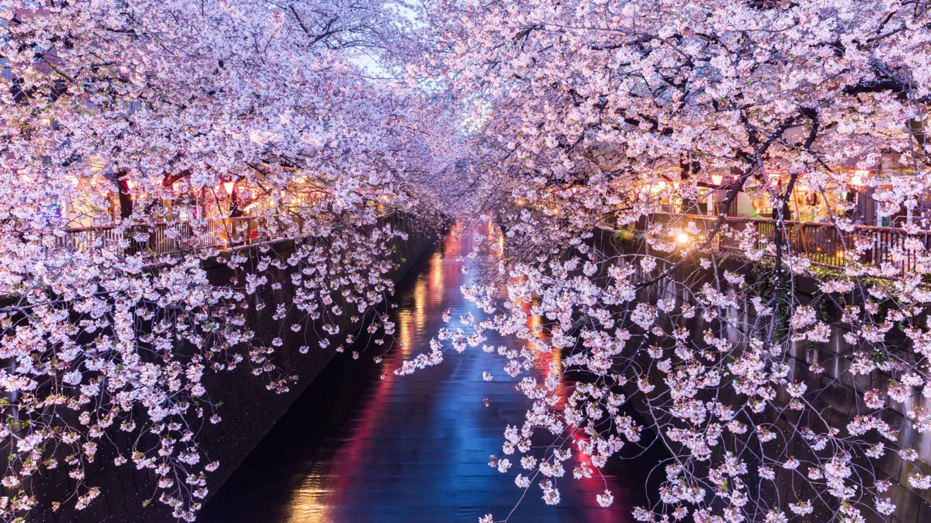 Where to Chase Cherry Blossoms This Spring - Newsweek