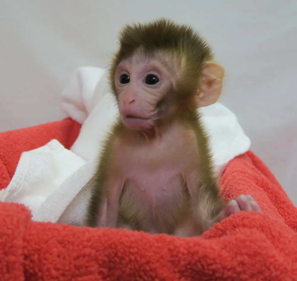World’s First Monkey Born Using Cryogenically Preserved Testicular ...