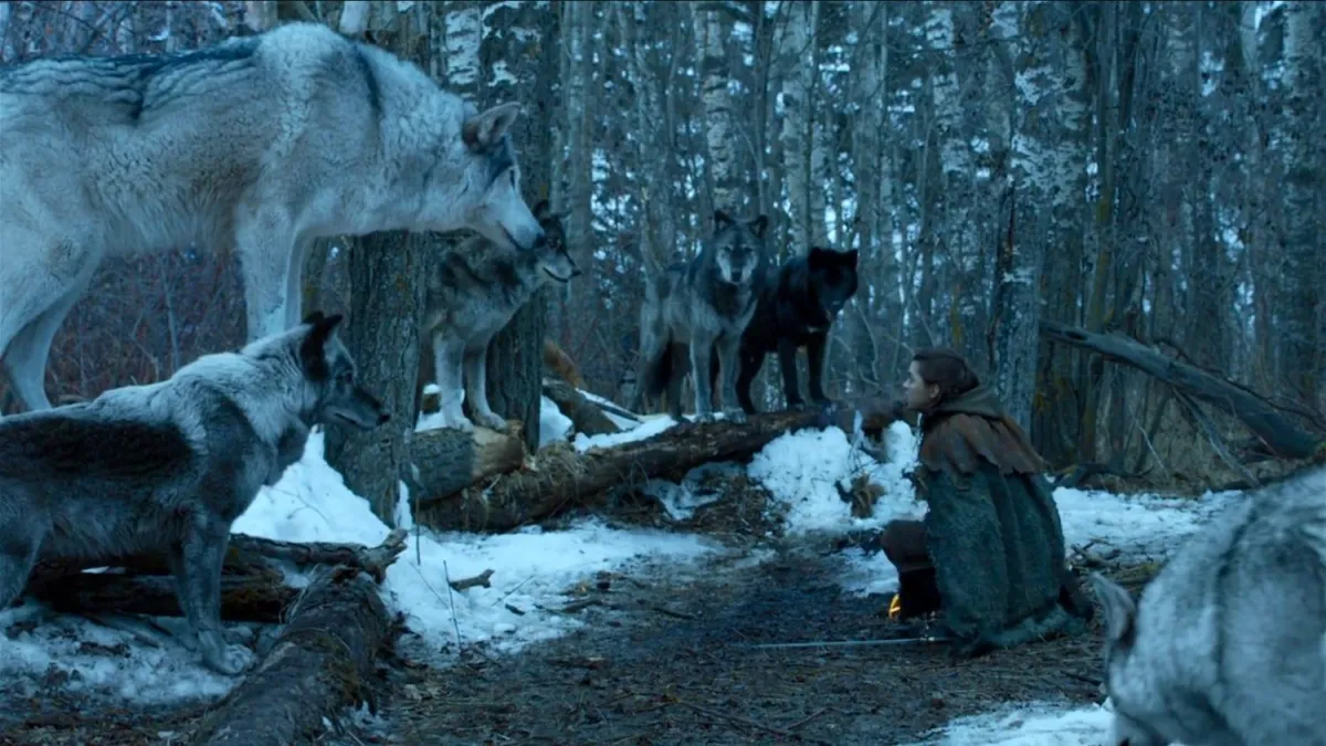 ‘Game of Thrones’ Direwolves: Where Are the Stark Pets and Which Are ...