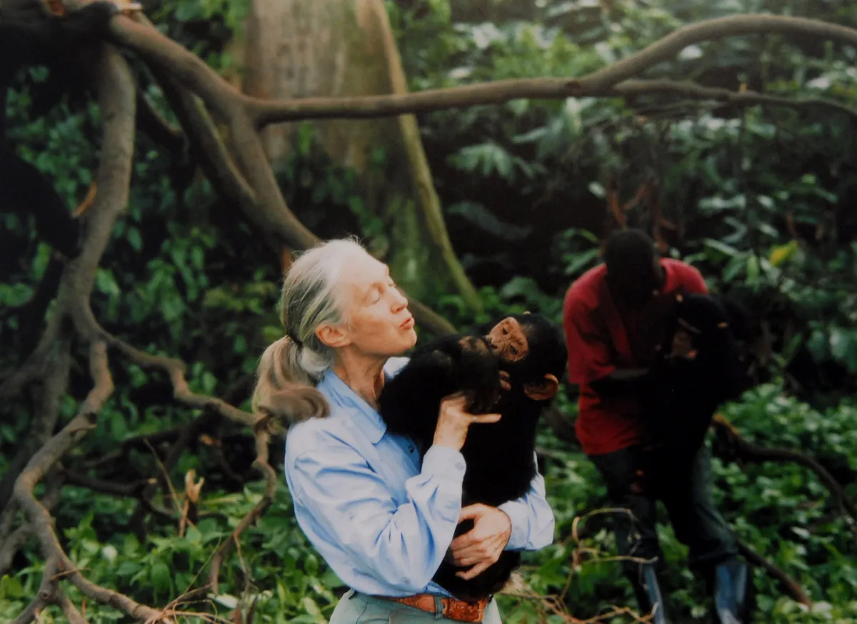 Jane Goodall Decries Viral Video Showing Chimpanzee Using Instagram ...