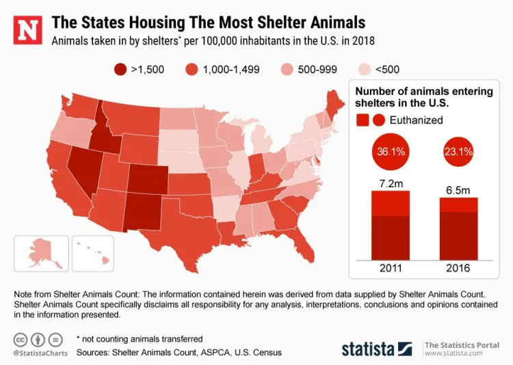 National Adopt a Shelter Pet Day 2019: Can You Adopt for Free? How to ...