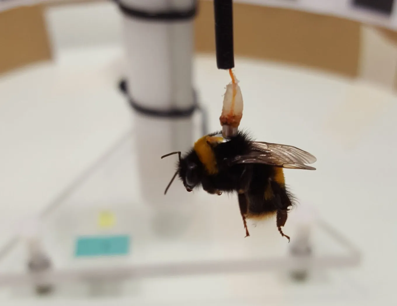 Bees Exposed to Neonicotinoid Pesticide Become Hyperactive Before ...