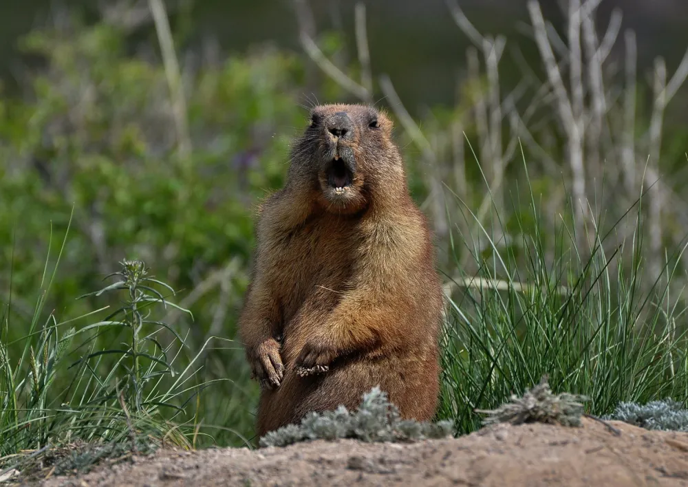 Bubonic Plague: Eating Raw Marmot Kidneys Caused Black Death of Couple ...