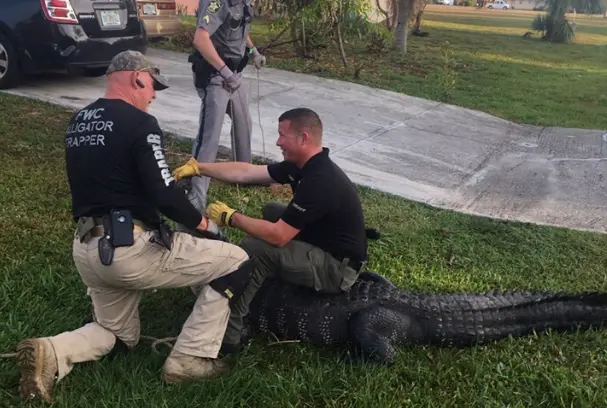 Watch: Giant Alligator Performs Multiple Death Rolls to E... - Newsweek