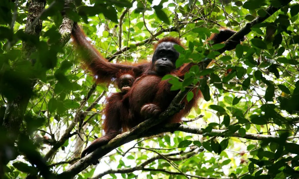 Endangered Species Day 2019: List of Most Threatened Animals and Plants ...