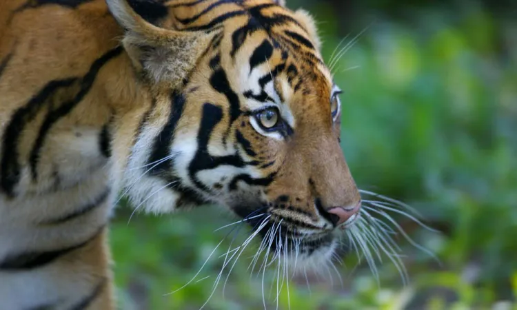 Endangered Species Day 2019: List of Most Threatened Animals and Plants ...