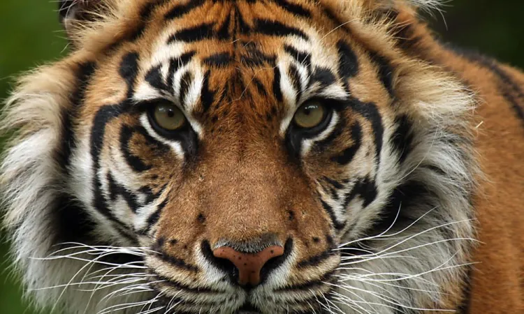 Endangered Species Day 2019: List of Most Threatened Animals and Plants ...