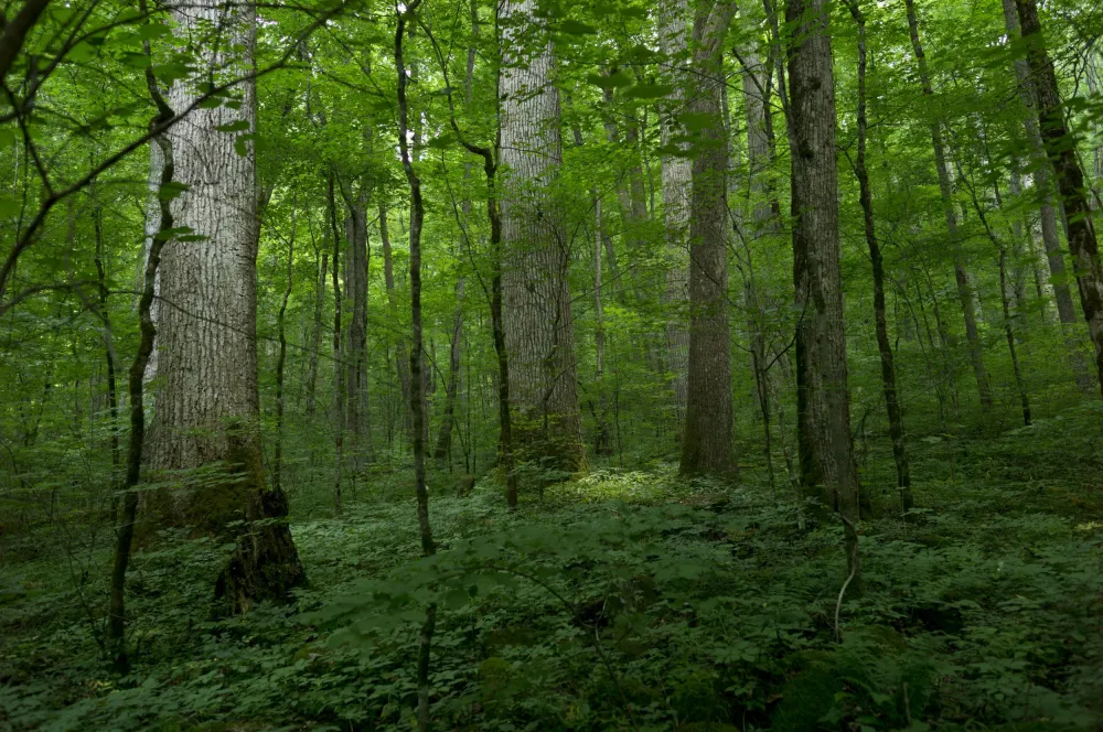 Global Map Revealing the Vast Underground Network that Connects Trees ...
