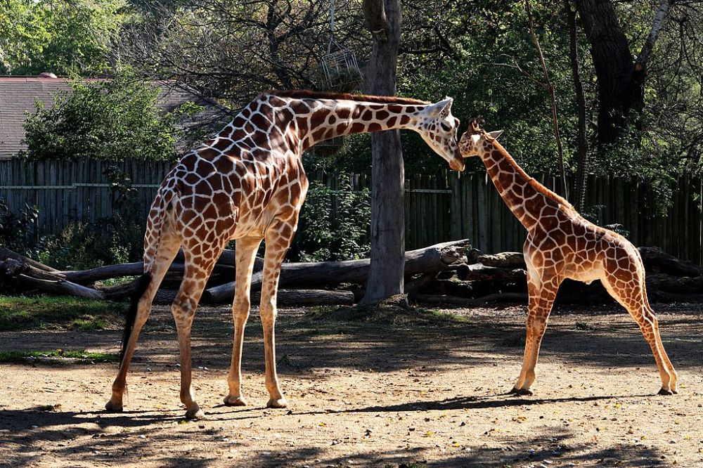Beloved Florida Giraffes Named Lily and Jioni Killed by Lightning in ...