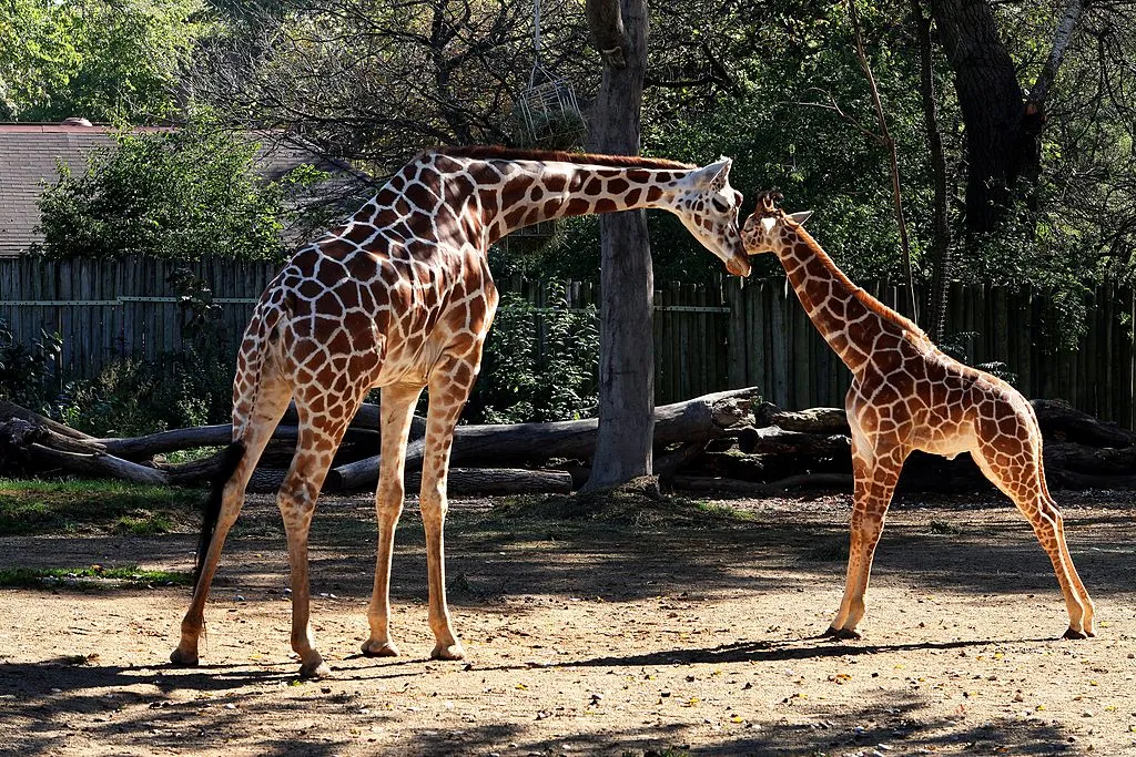 Beloved Florida Giraffes Named Lily and Jioni Killed by Lightning in ...