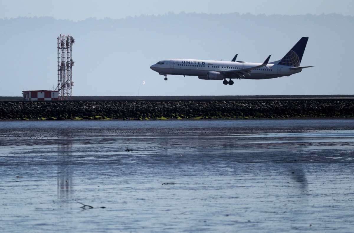 Bugs on a Plane: United Flight Infested With Ants Spilling Out of Bag ...