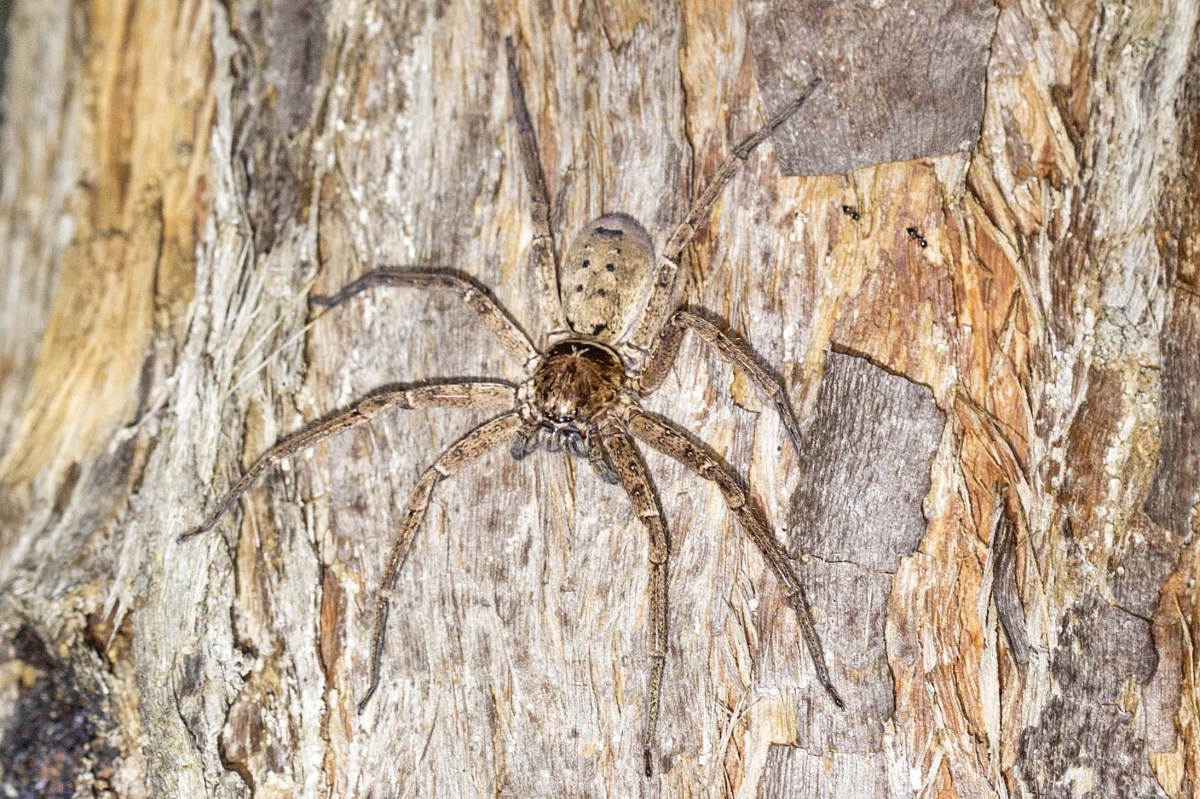 Massive Huntsman Spider Caught Eating Pygmy Possum in ‘Once in a ...