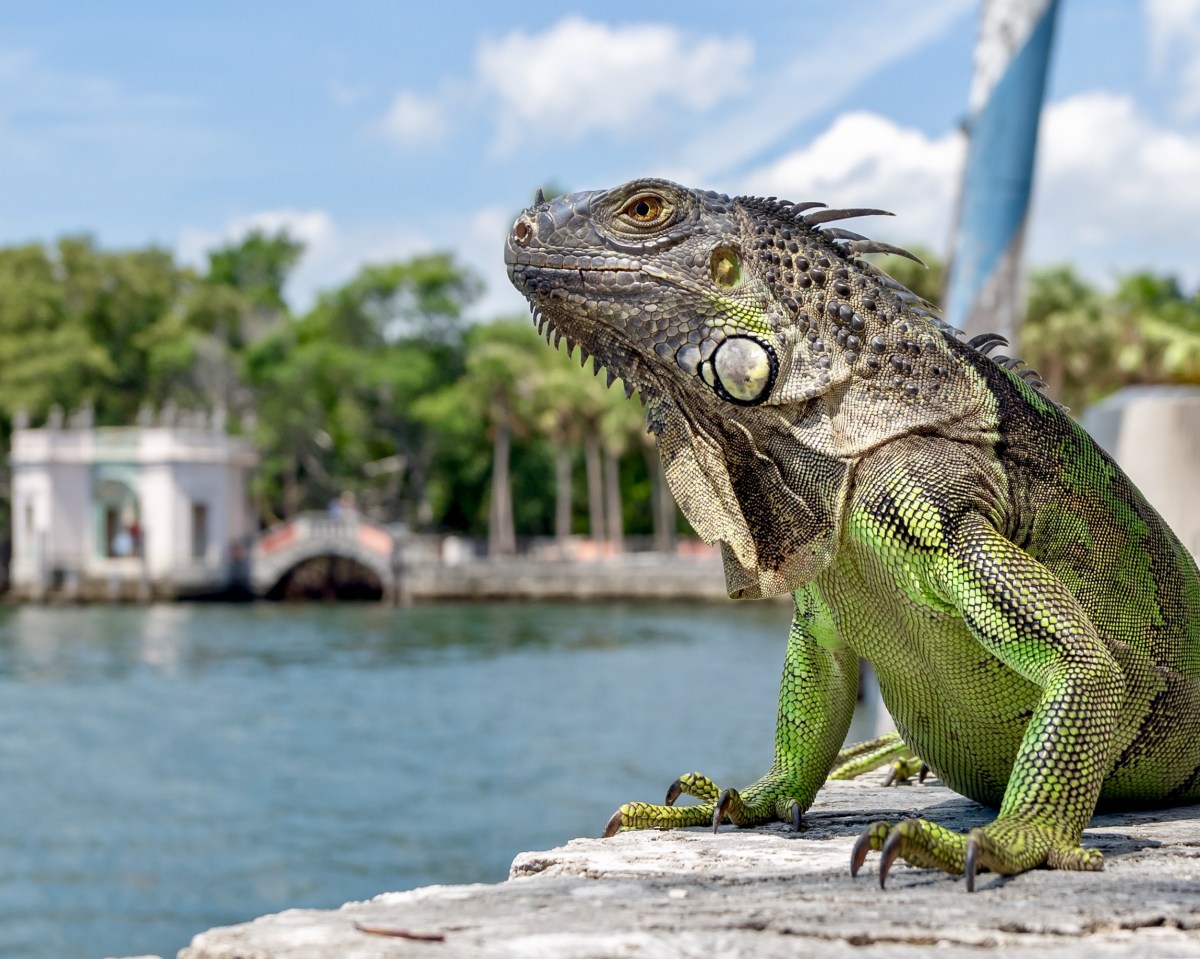 Florida Man Hunting Iguanas Misses and Shoots Nearby Pool Guy Instead ...