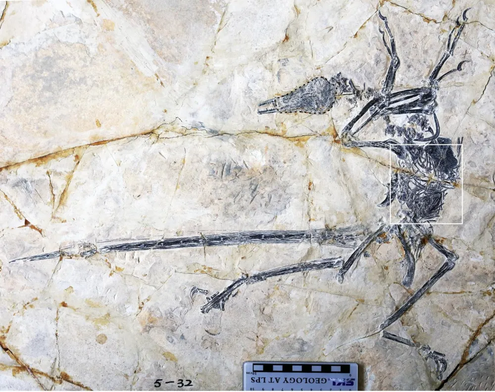 Whole Lizard Discovered Inside 120 Million-year-old Dinosaur’s Stomach ...