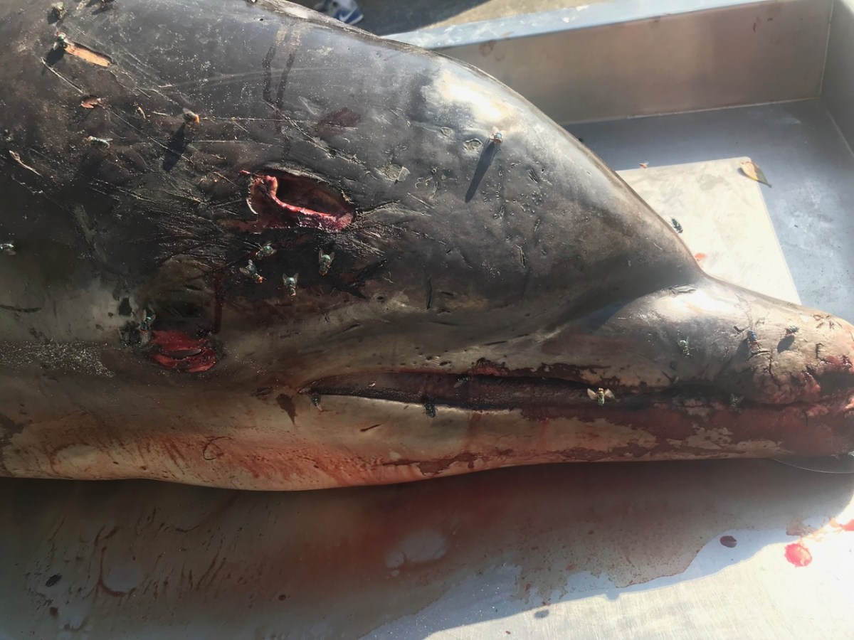 Dolphin Suffers Brutal Death After Being Stabbed in the Head With ...