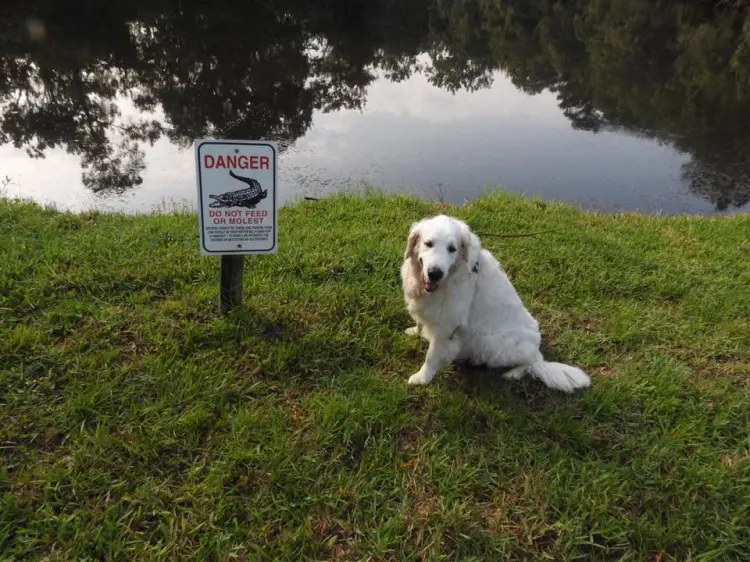 75-Year-Old Wins Tug of War with Alligator That Had His G... - Newsweek