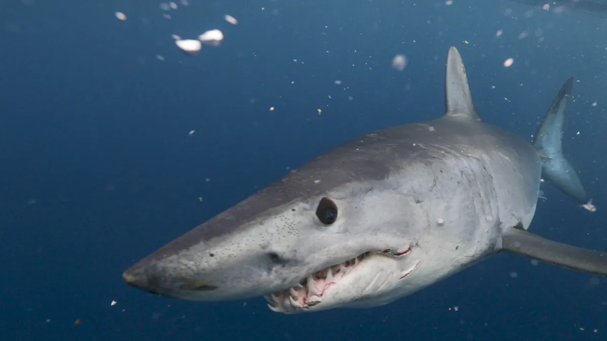 How to Live Stream Shark Week 2019: Watch ‘Expedition Megalodon ...